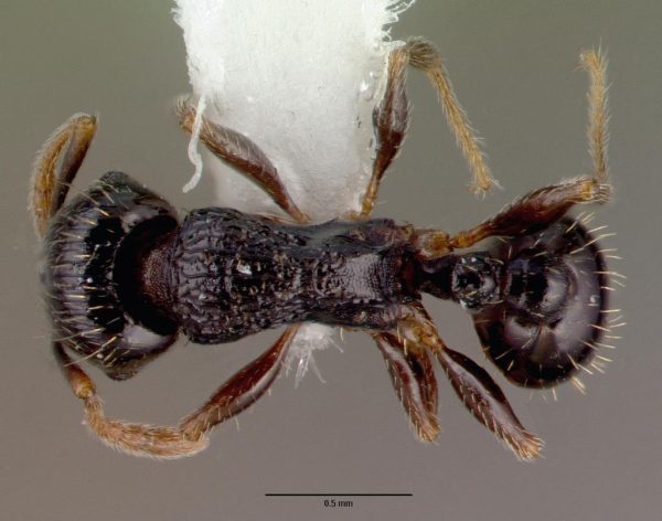 How To Get Rid Of Pavement Ants - The Pest Advice